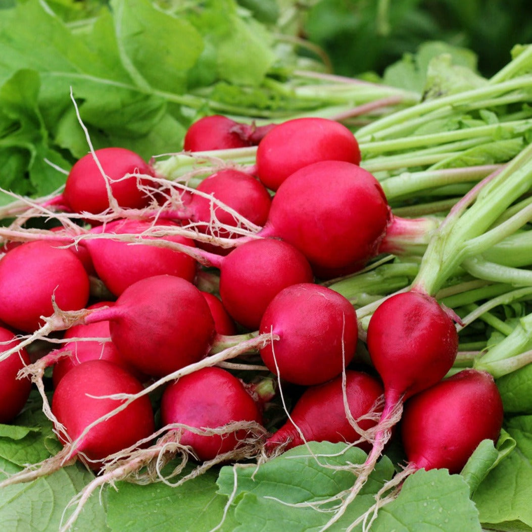 Radish (Box - 2KG) – The Fruit and Veg Man